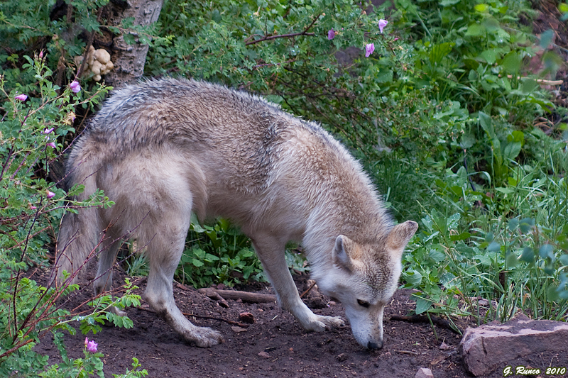 Salazar Presents National Strategy for Wolf Recovery – Teklanika Nature ...