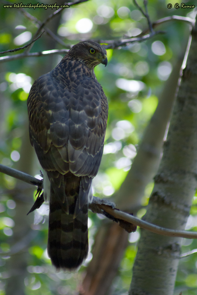 “Forest Hawk” – Teklanika Nature Photography