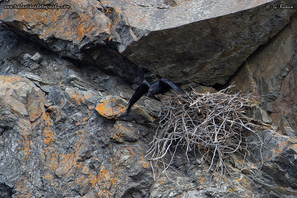 “Cliff Nest” – Teklanika Nature Photography