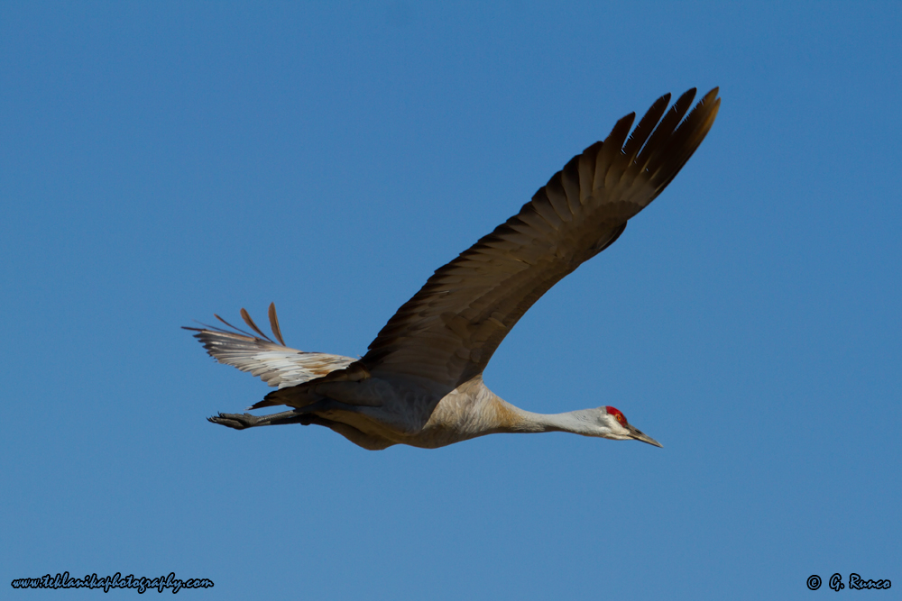 “Crane in Flight” – Teklanika Nature Photography