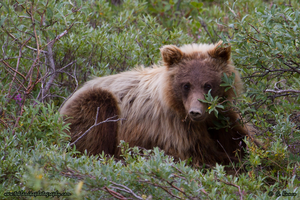 “Little Bear” – Teklanika Nature Photography
