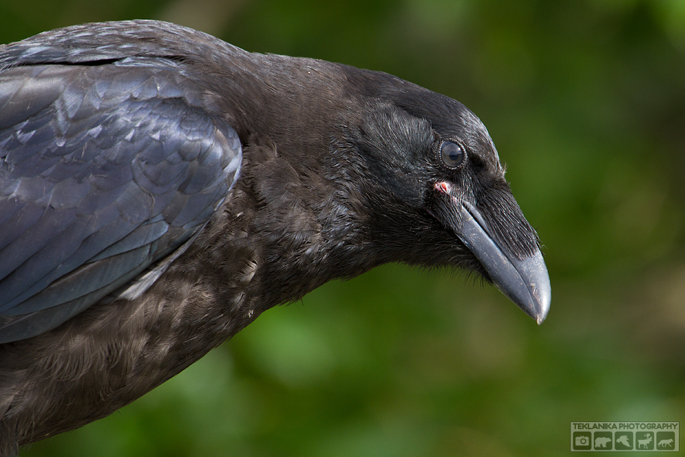 “Young Raven” – Teklanika Nature Photography