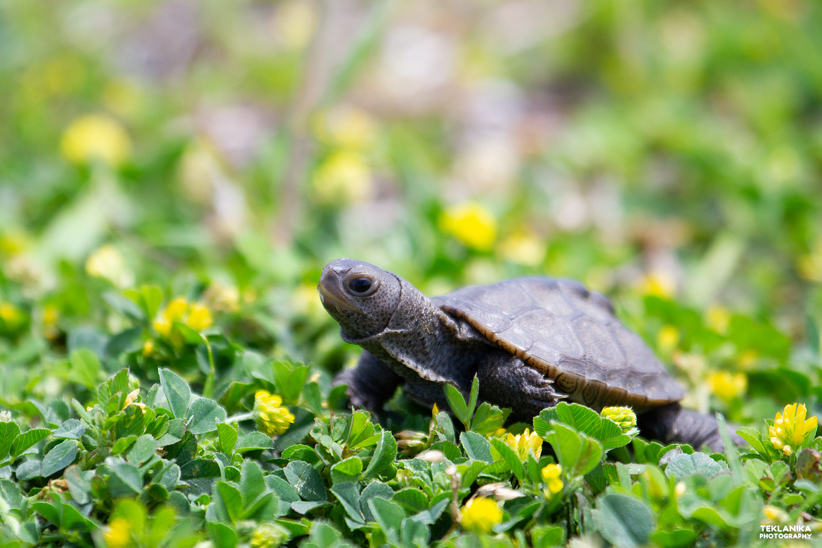 Hatchling – Teklanika Nature Photography
