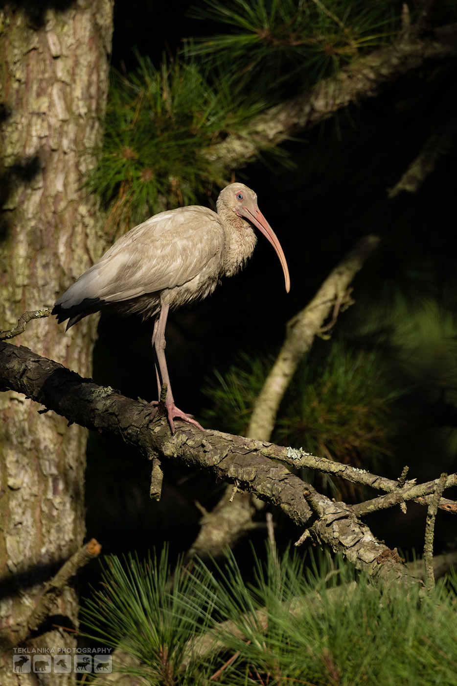 Ibis – Teklanika Nature Photography
